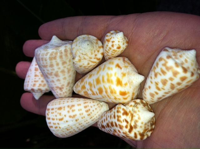 Let's Play "Name That Shell" | Sundial Beach Resort & Spa : Sundial ...